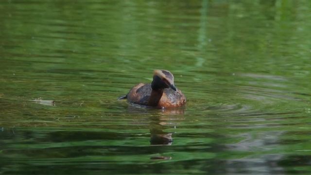 птичий рай в Гатчине (20/06 и 25/06/2024)