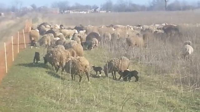 Работа электропастуха Olli сеть для овец