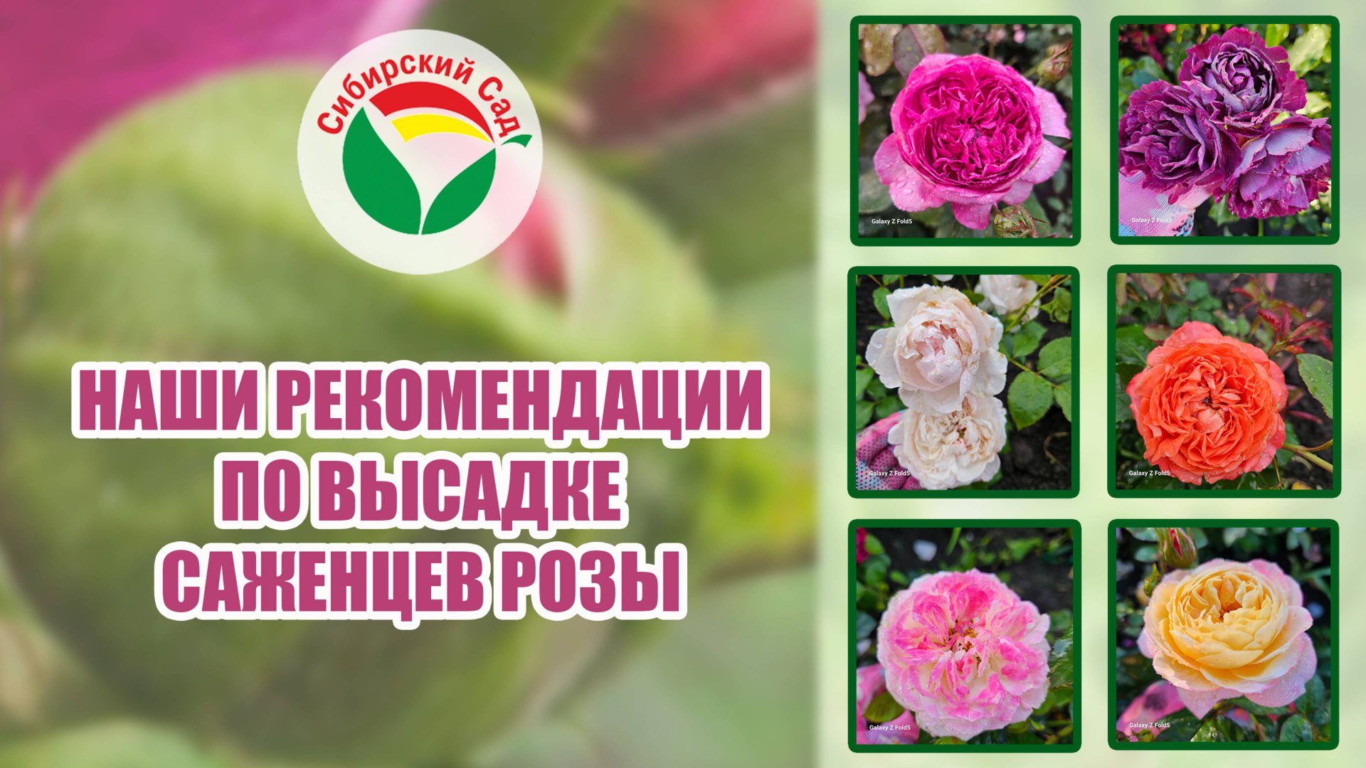 Наши рекомендации по высадке саженцев розы