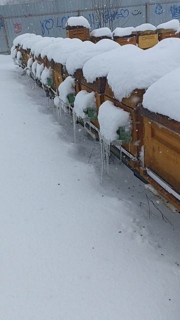 шок для пчëл #зимавернулась #шокдляпчел #похолодало #неожиданныйснег #веснаподождет #мороз #вьюга