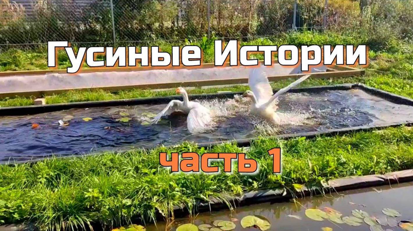 Гусиные Истории часть 1