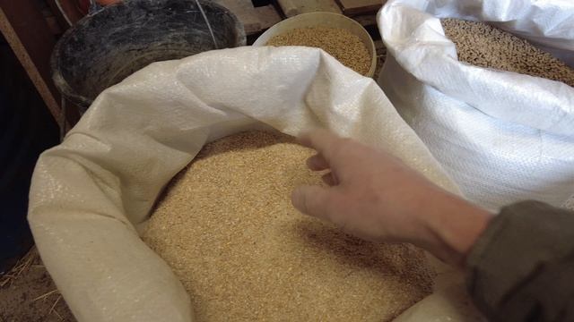 Стройки нет погоды! Поставьте запятую! Смесь для кур от переедания и прочие дела по хозяйству.