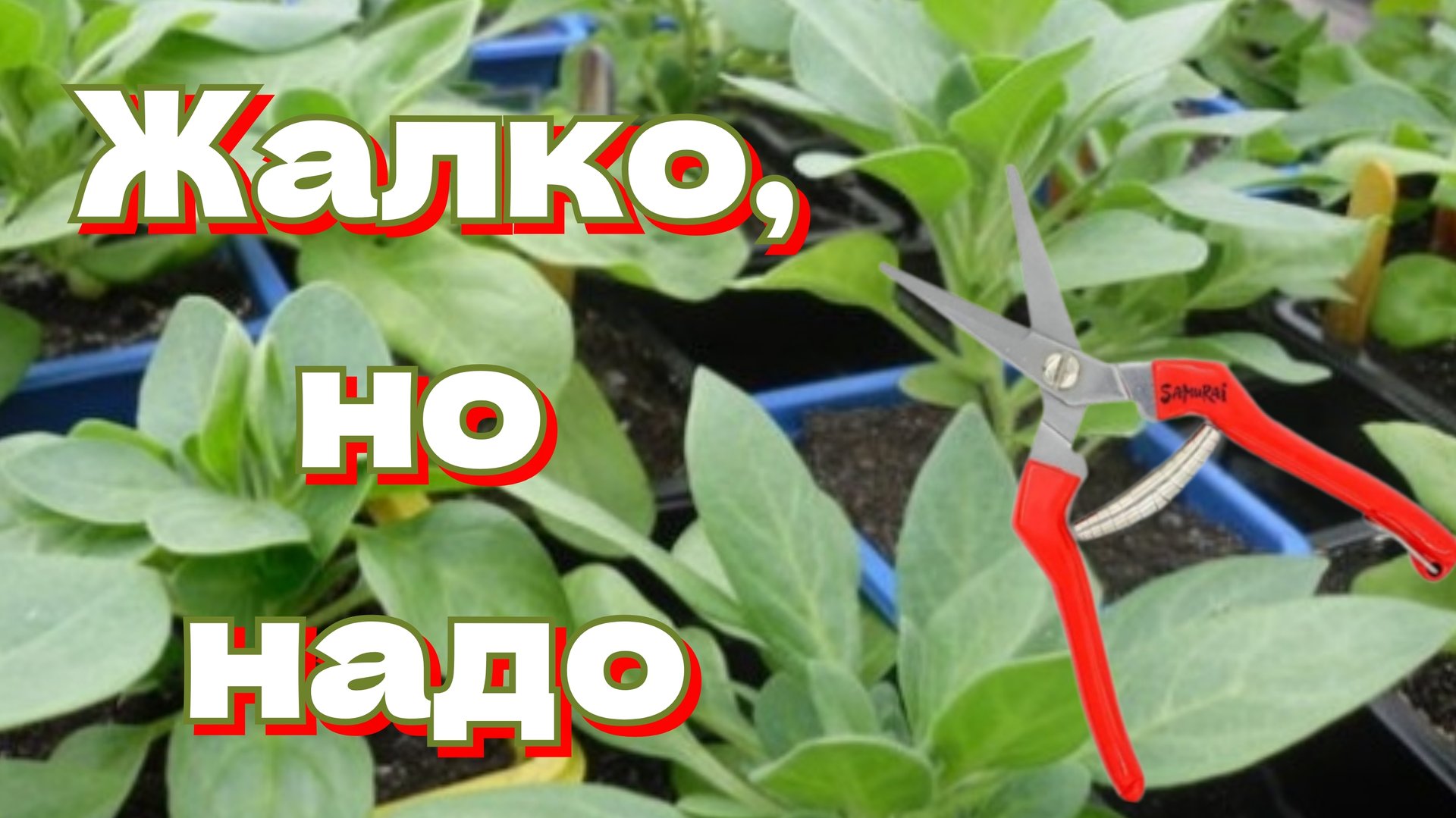 Прищипка петунии для пышного цветения