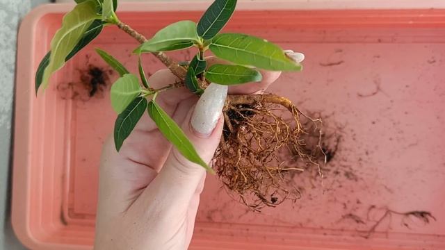 Фикус ингенс из семян. ЧАСТЬ 2.