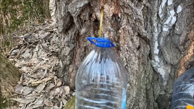 как получить березовый и кленовый сок простым способом!