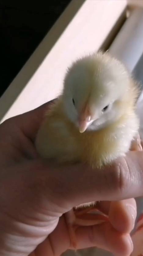Как я выводил первых цыплят в самодельном инкубаторе.
