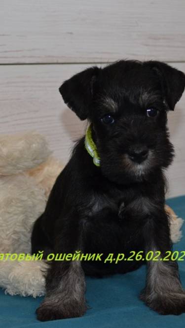 Цвергшнауцер два мальчики и две девочки.