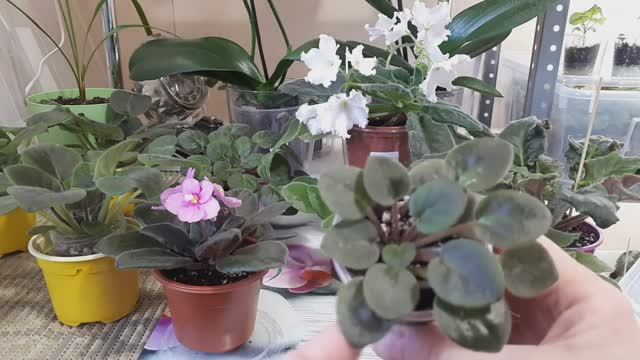 КРИВОБОКАЯ ФИАЛКА!!! ПЯТЬ причин! Как ИСПРАВИТЬ?