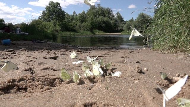 9979974-hd_1920_1080_30fps