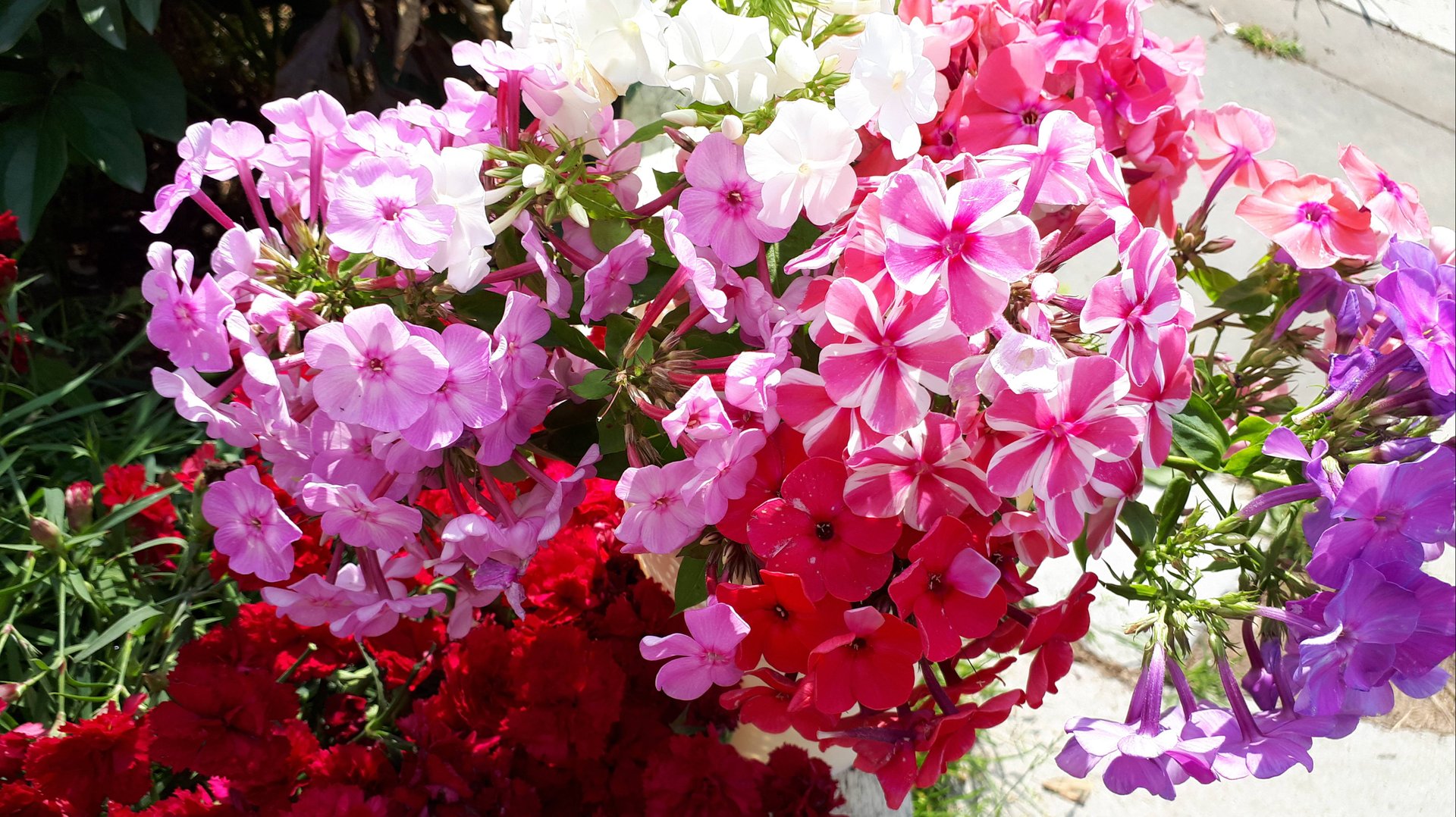 2023. Приводим в порядок флоксы(10.04.25.)