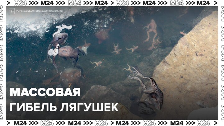 В Москве экологи выясняют причины массовой гибели лягушек - Москва 24