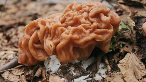 Охота за строчками | Прогулка по весеннему лесу