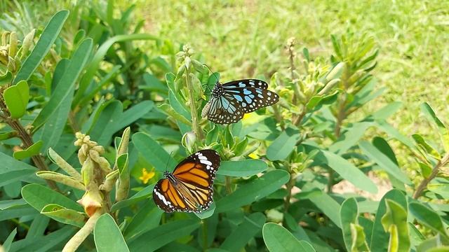 11722287-hd_1280_720_30fps