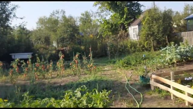 ПОРЯДОК В СМОРОДИНЕ__ПЕРВЫЙ УРОЖАЙ БРОККОЛИ_ _КРАСОТА НА ВЕРАНДЕ..mp4