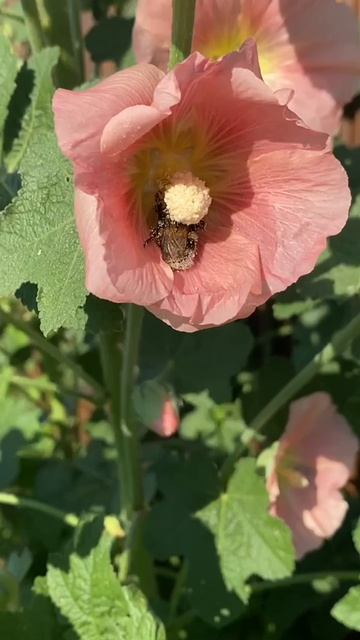 Шмель на мальве