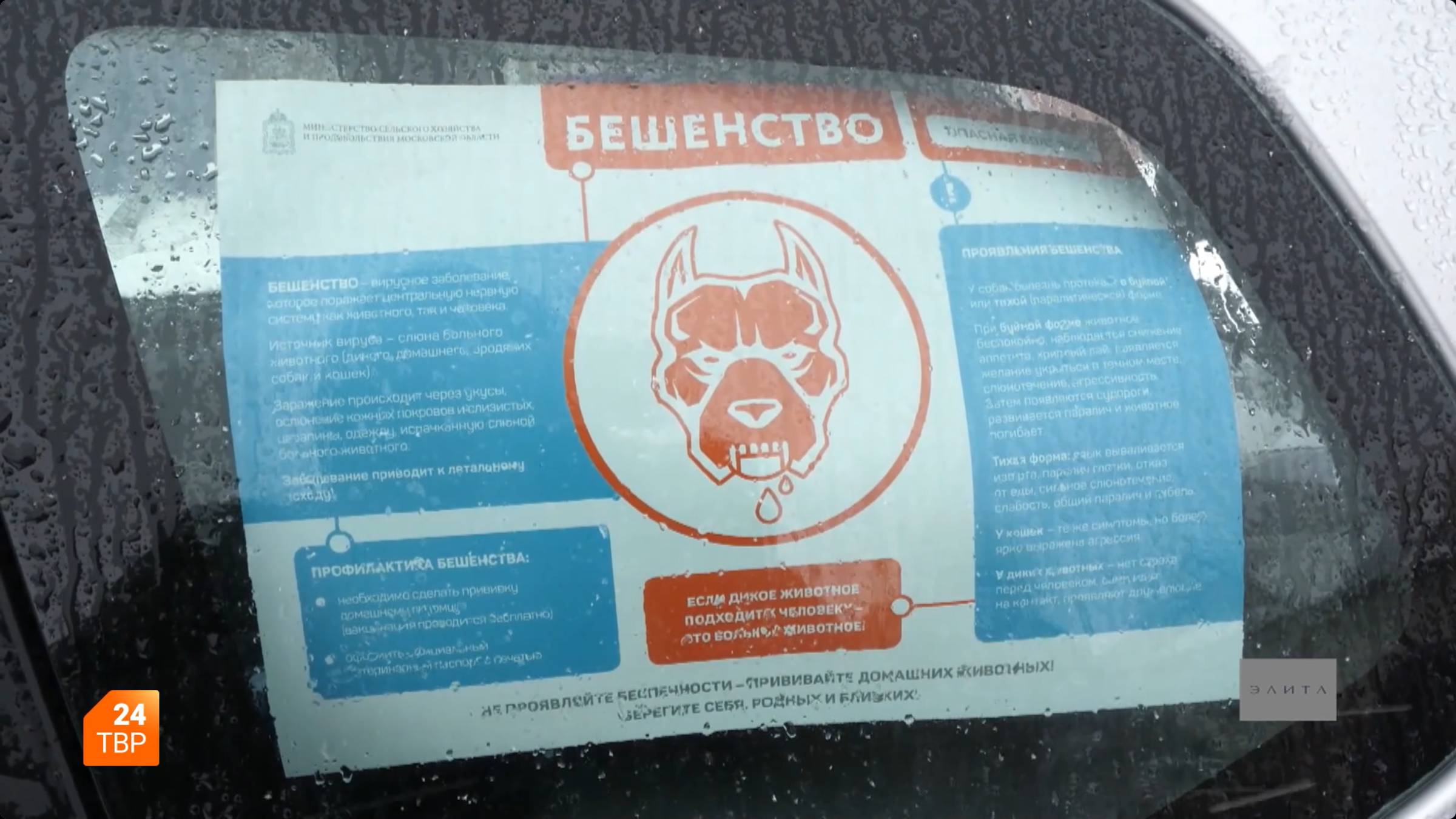 Профилактика бешенства | Элита