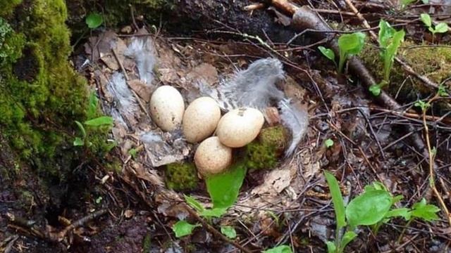 В. П. Астафьев. Капалуха