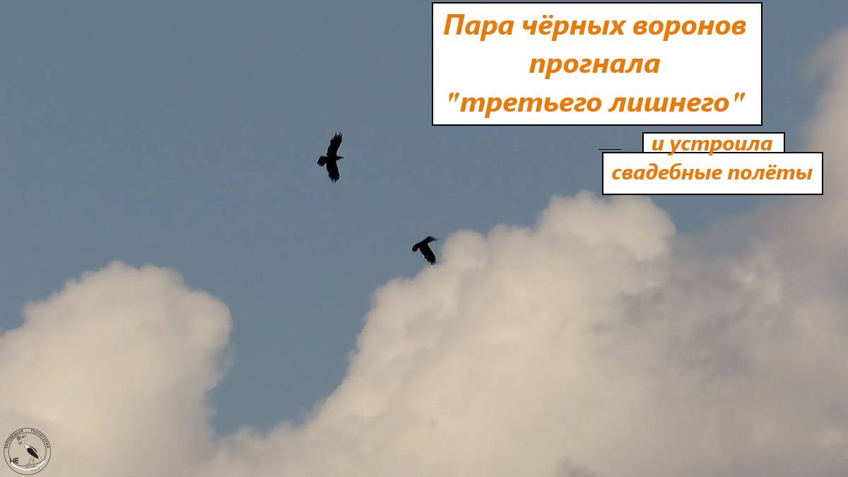 История трёх воронов. Третьего лишнего прогнали. И пара воронов устроила танцы в воздухе. Апр. 2025