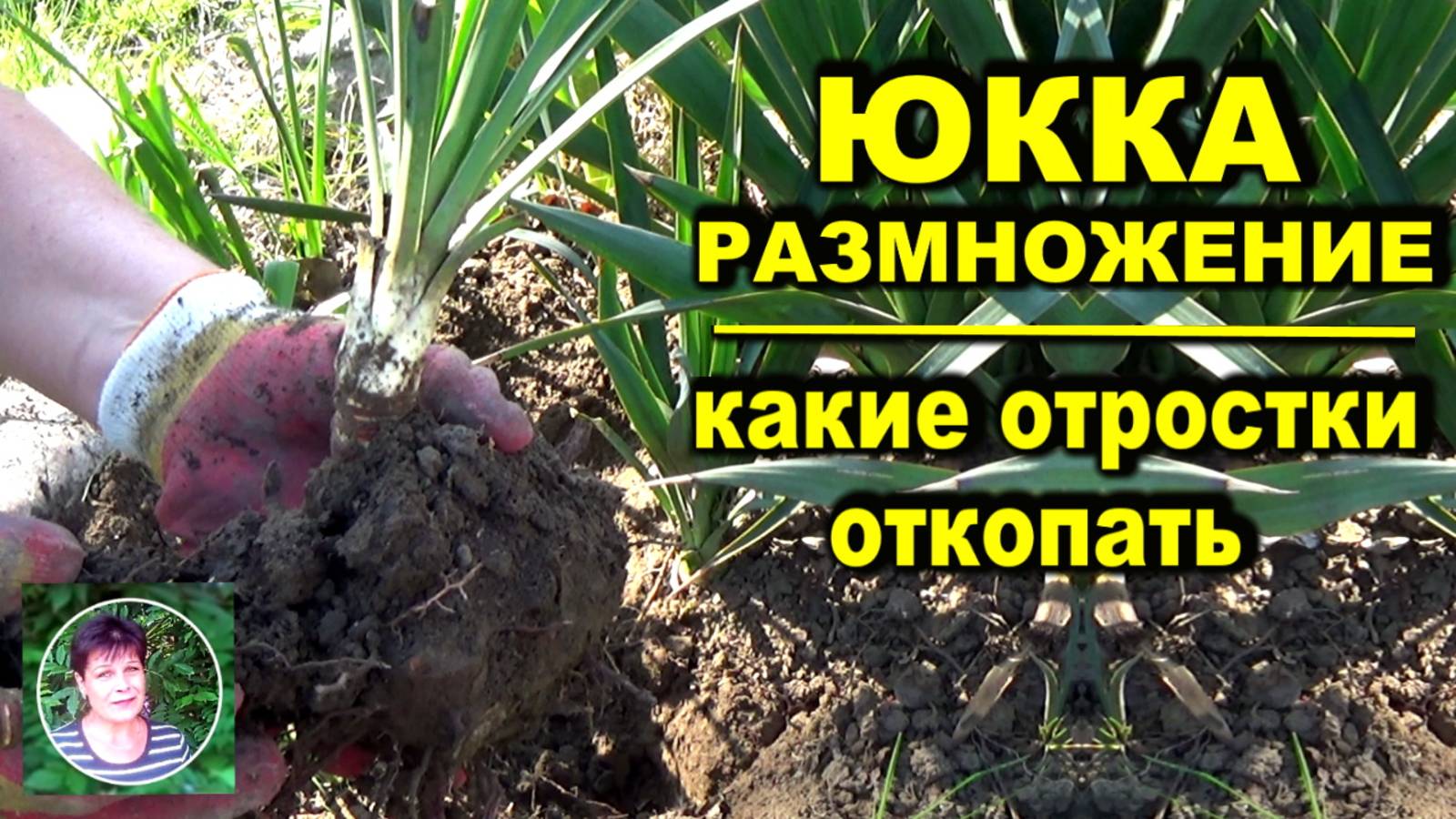 Юкка весной Какие отростки когда и как я отделяю для размножения