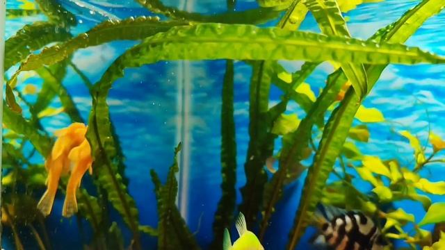 Сомик  анциструс - чистильщик аквариума и другие рыбки.