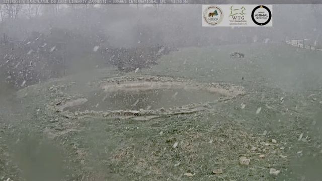 В Румынию вернулась зима- снегопад.Мишки разминаются