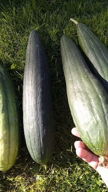 Мои мочалки выросли) Люффа в Подмосковье!