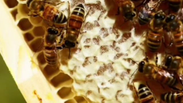 ....Интересные факты про Мёд....