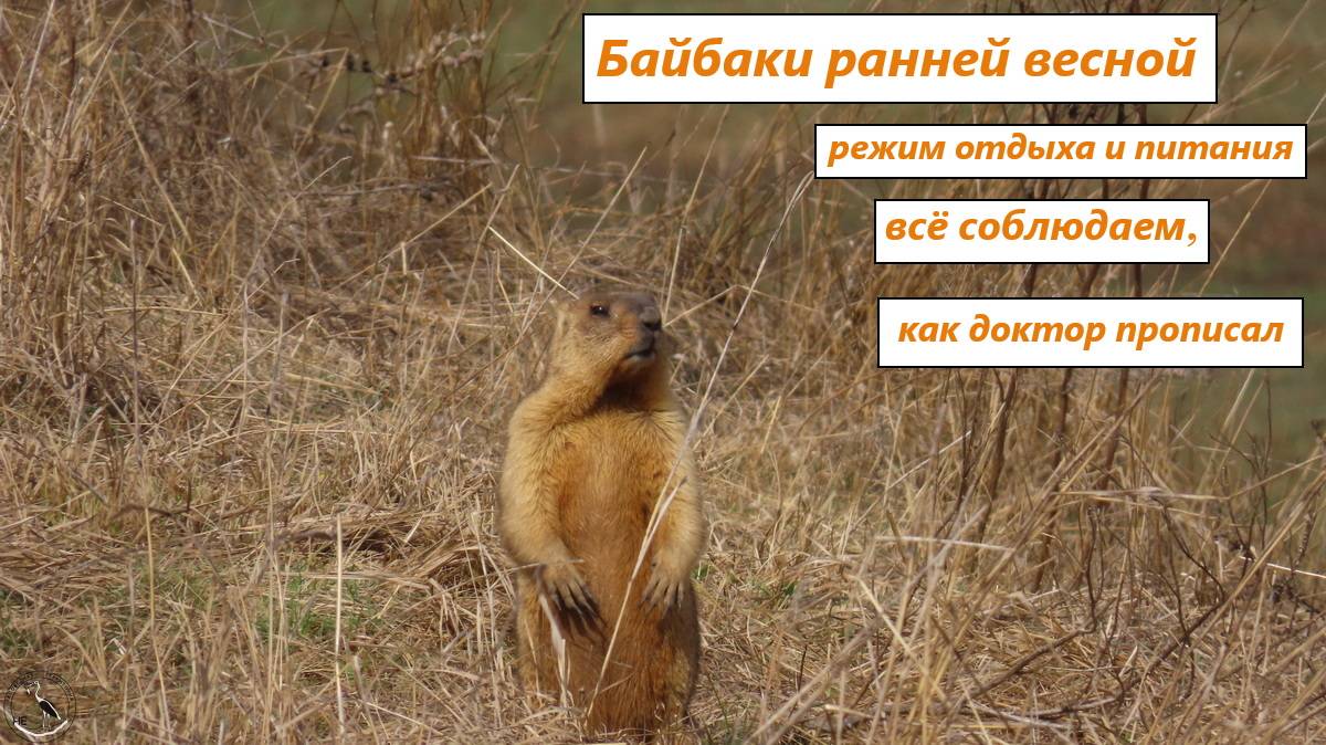 Сурки байбаки ранней весной. Главное сейчас для зверей - хорошее питание и разумный отдых