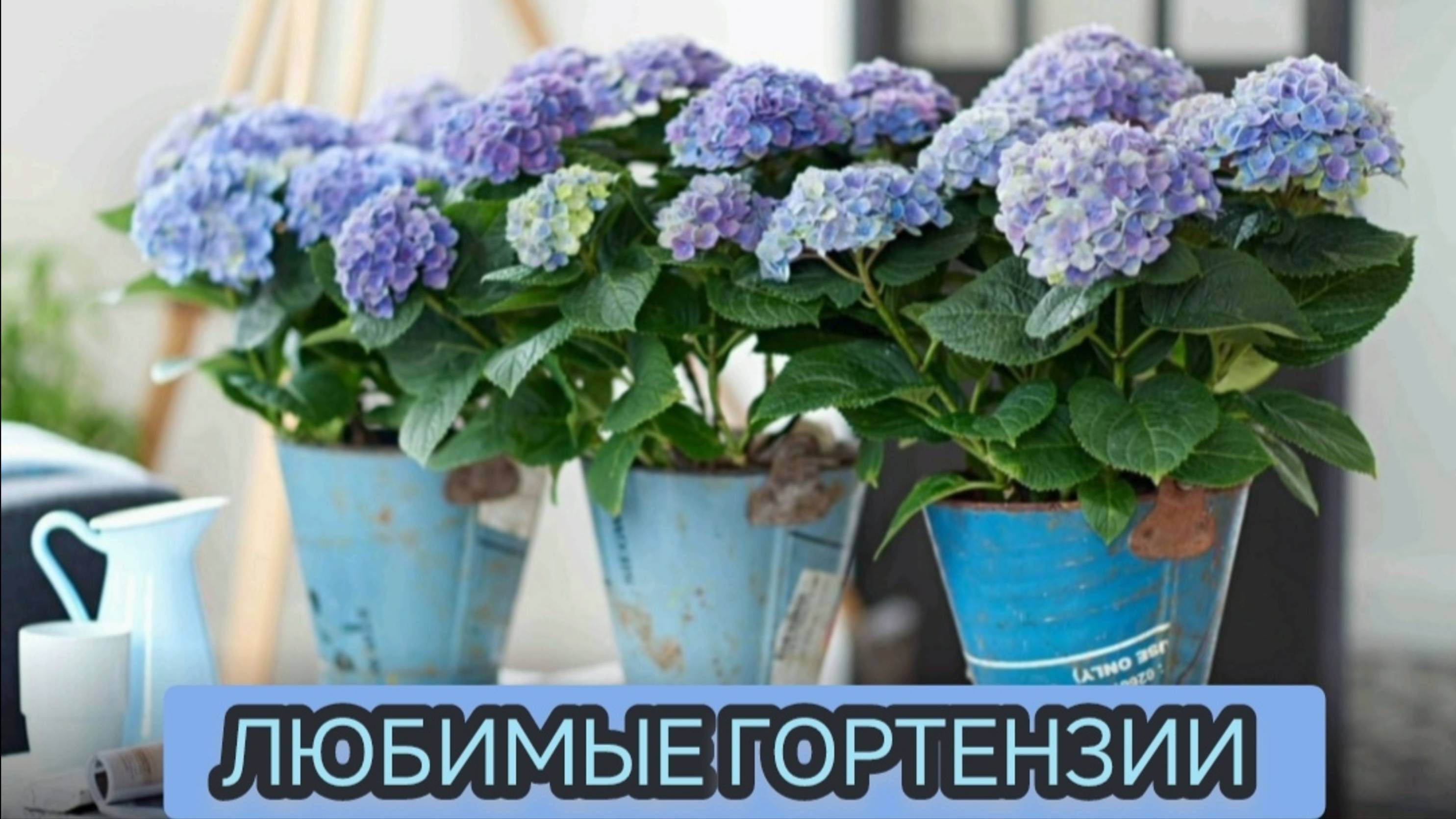 Как нормировать метельчатые гортензии