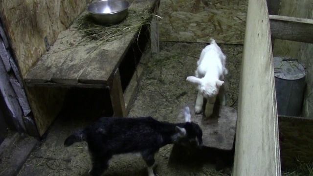 Муромцево 11  апреля 2025г Козлятом семь дней.