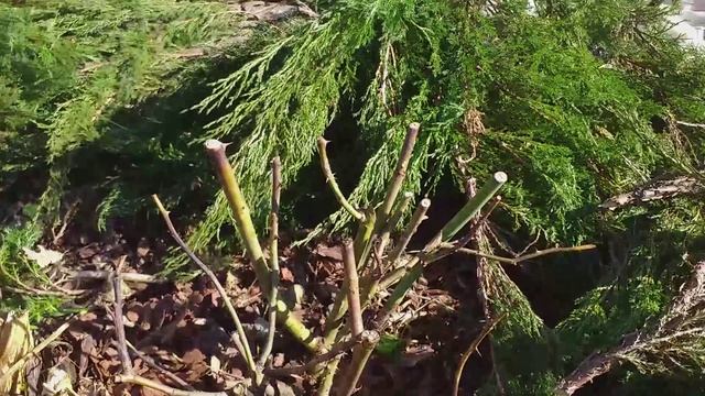 ТРИ ВАРИАНТА ЗИМОВКИ РОЗ, какой лучше? Калужская область