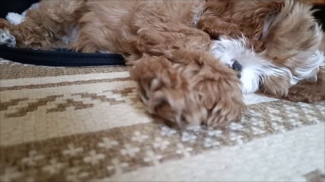 Спарки решил отдохнуть