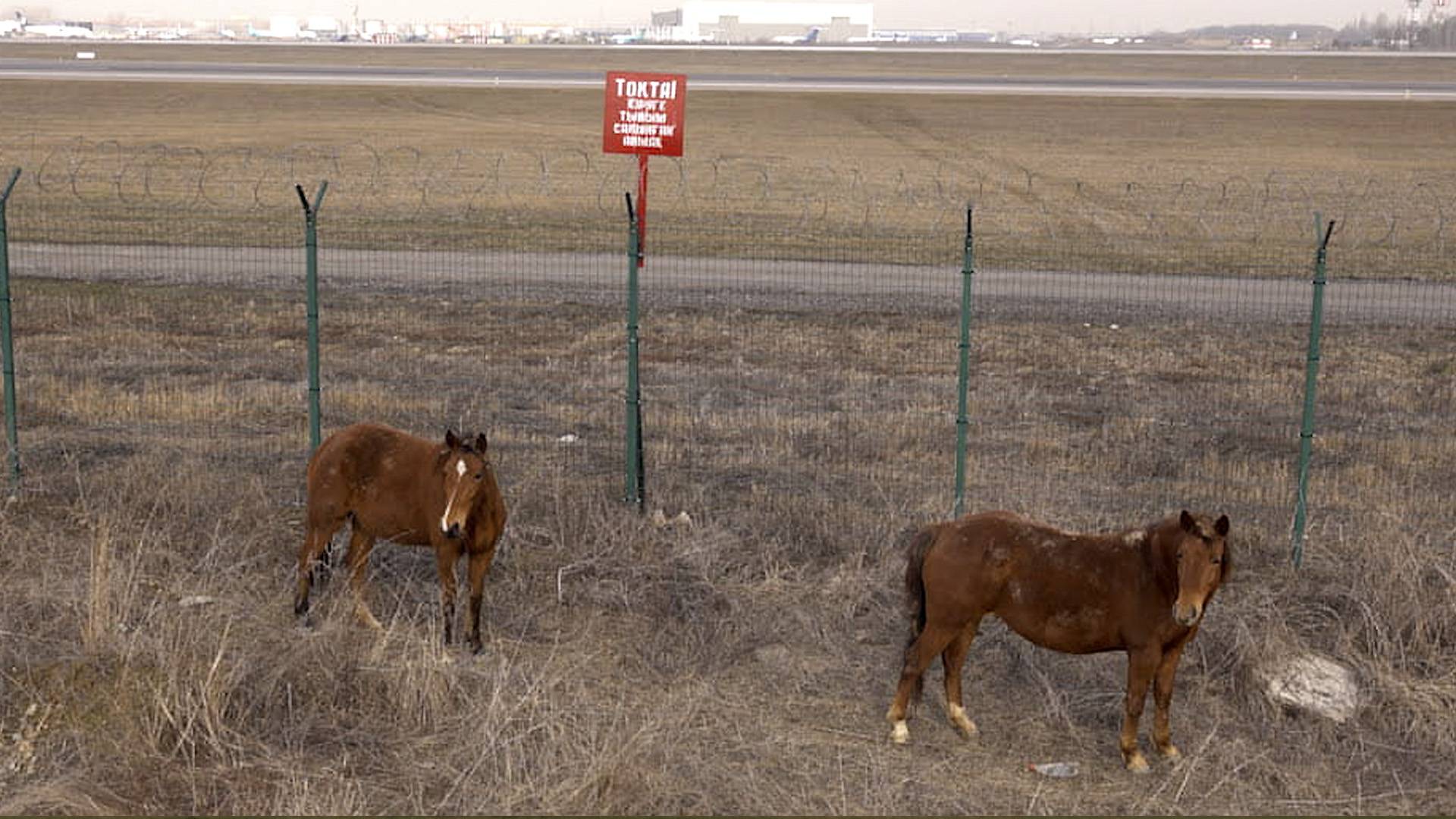 Авиалошадки. Не боятся взлётов и посадок.