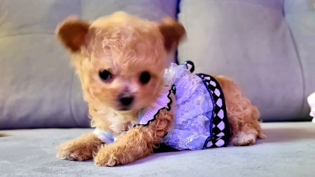 Мальти Пушка💥💥💥