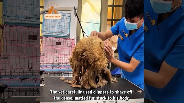 спасение собачки с ужасно свалявшейся шерстью