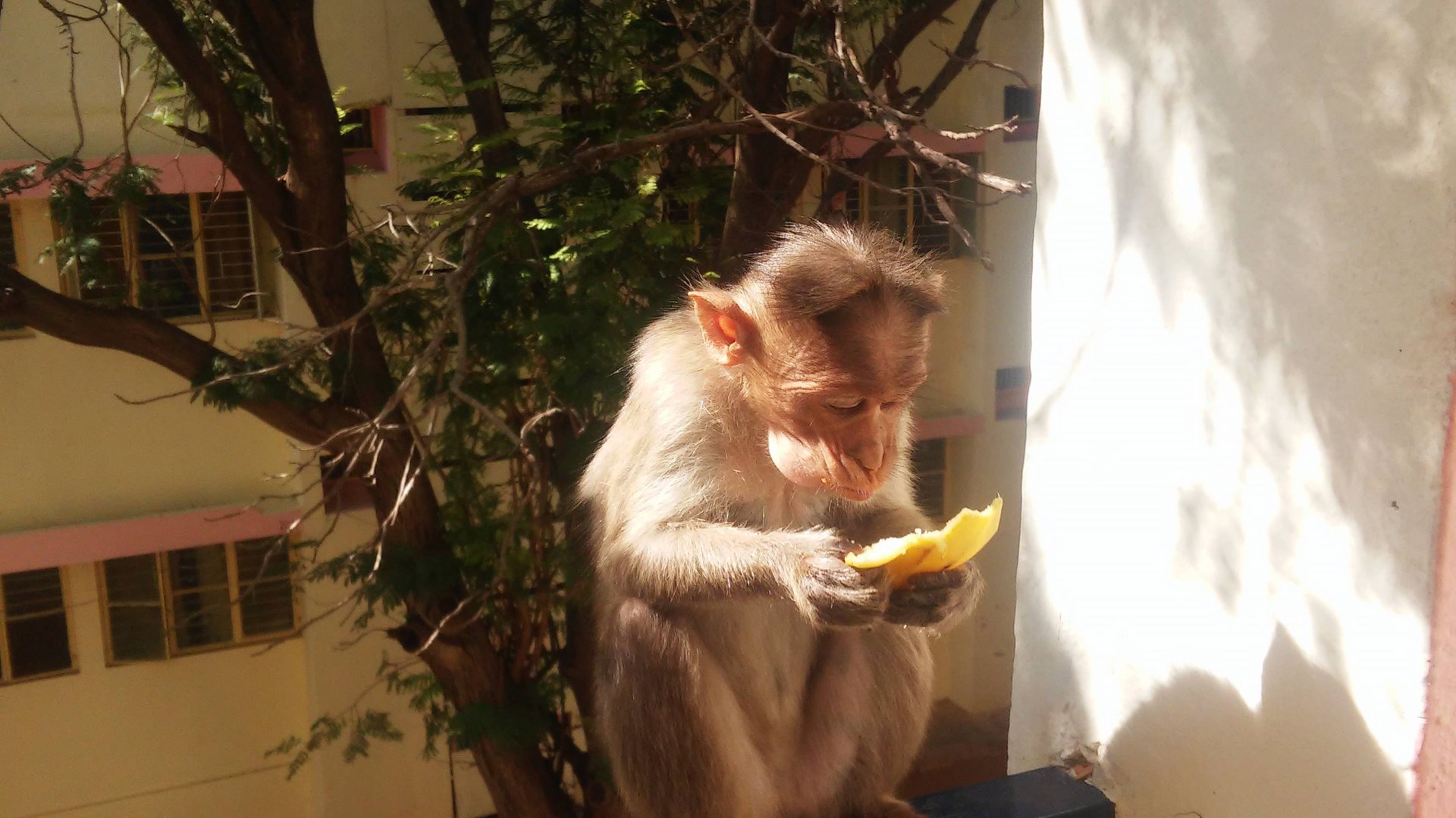 ОБЕЗЬЯНА ЕСТ ПОМИДОРЫ. ИНДИЯ. ПУТТАПАРТИ. ОБЕЗЬЯНЫ ХУЛИГАНЫ