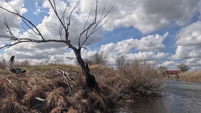 БЕШЕНЫЕ КАРАСИ утаскивают удочки.