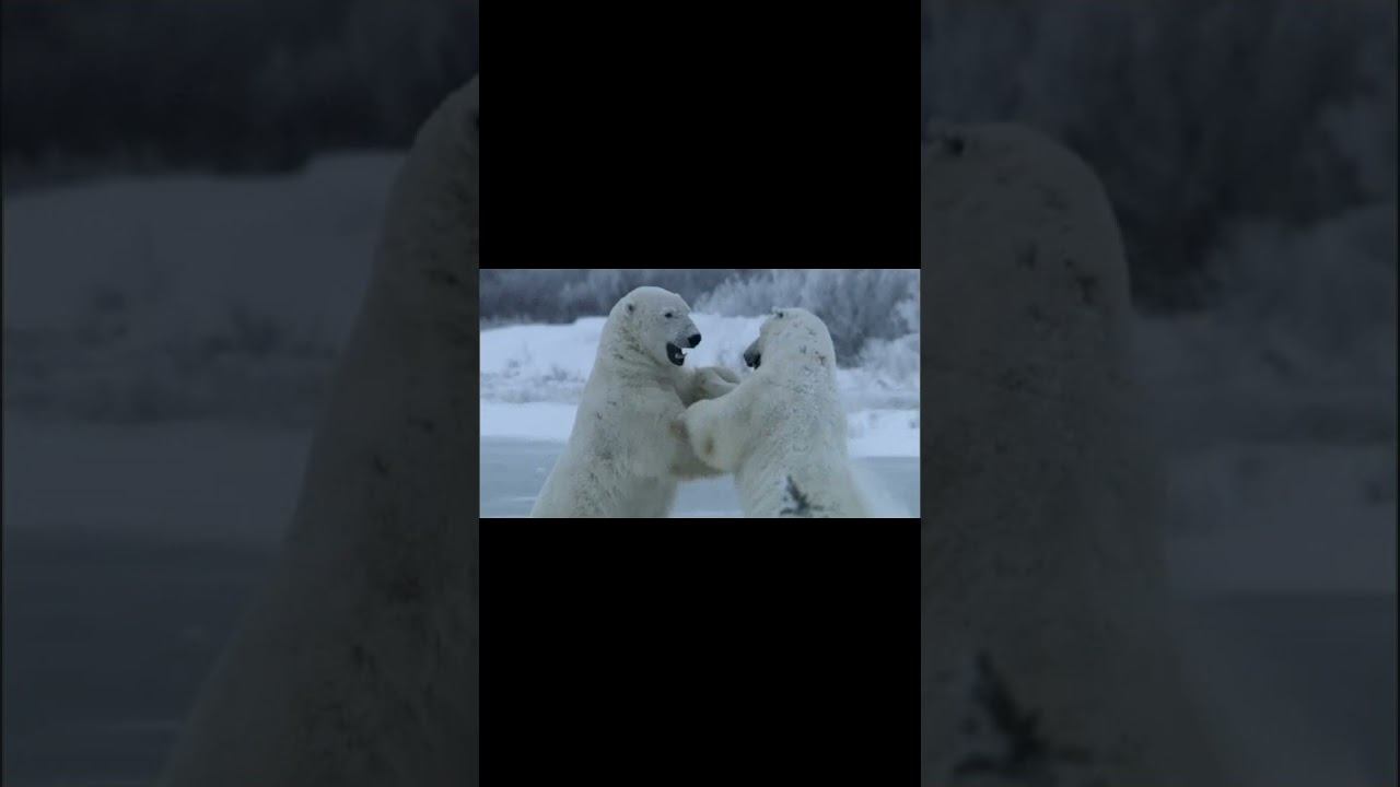 Male Polar Bears Competition for a Female Final #music #bear #kvantster