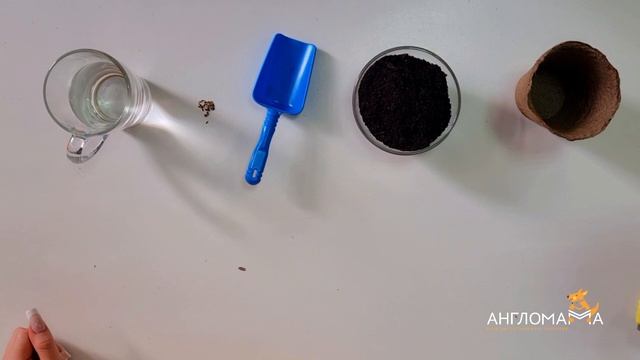 Let's plant a seed. Spring module. Year 2