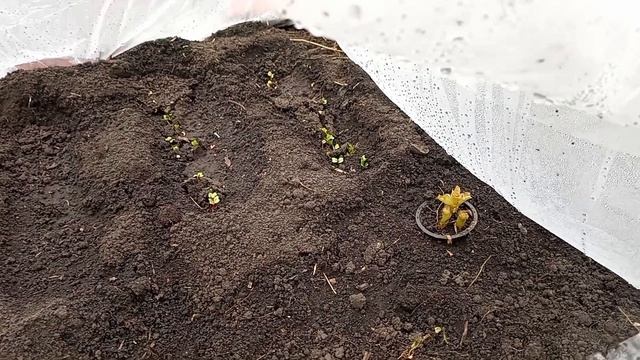 перевезла растения с городской клумбы на дачу, редиска взошла, капусту рассадила