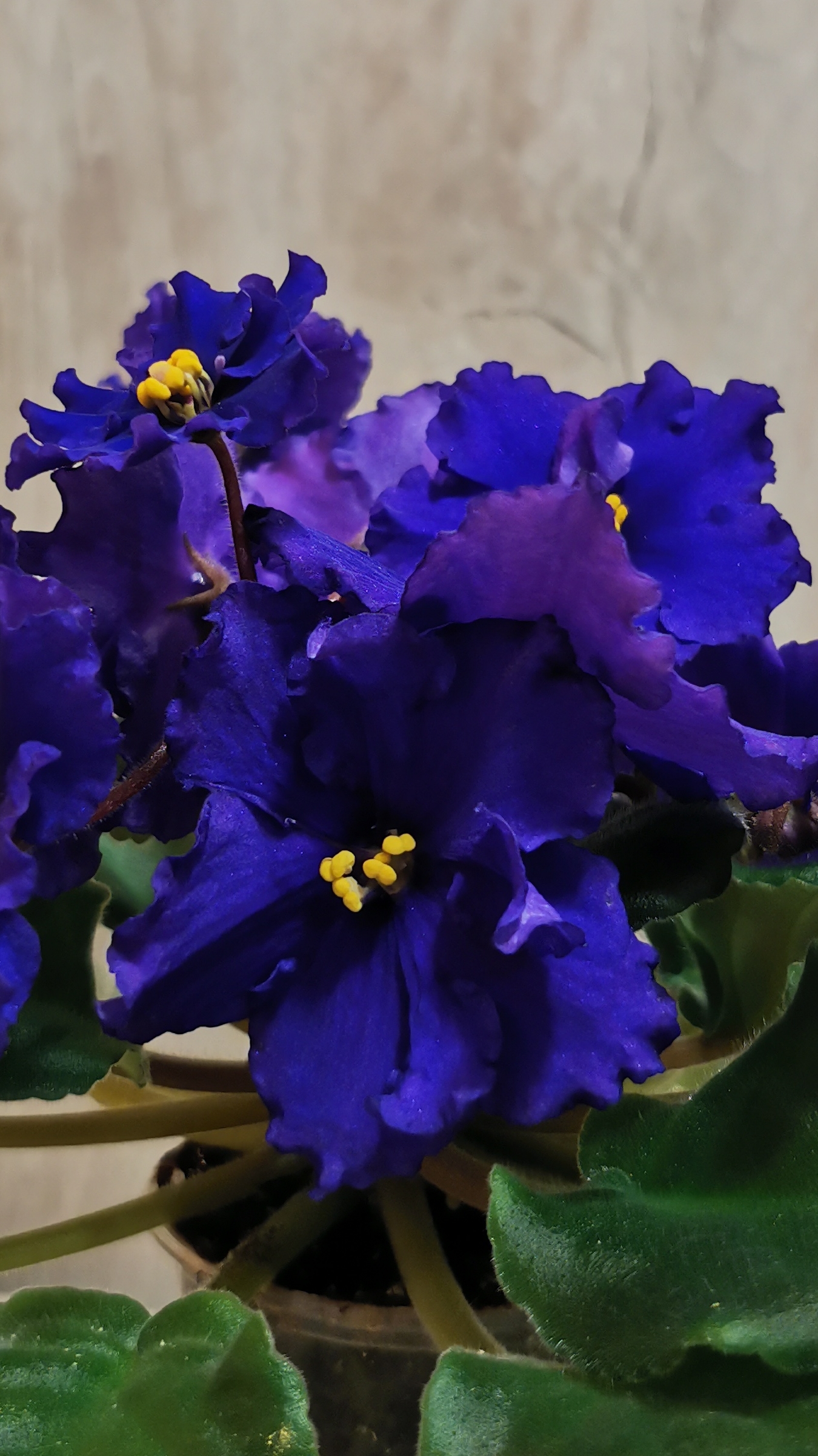 Цветы под музыку. Фиалки. Сенполии. Узамбарские фиалки.