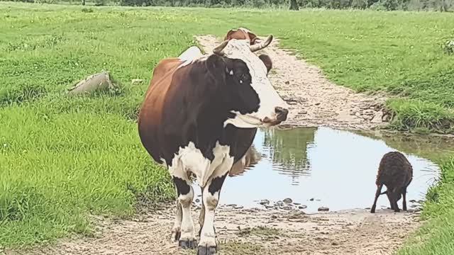 Пасётся стадо