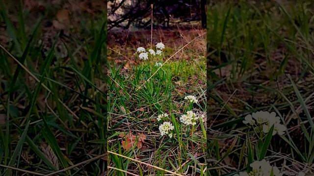Мускари и нокея в можжевеловой роще цветут  обильно. Новый Свет.