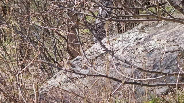 скала Церковка в Белокурихе