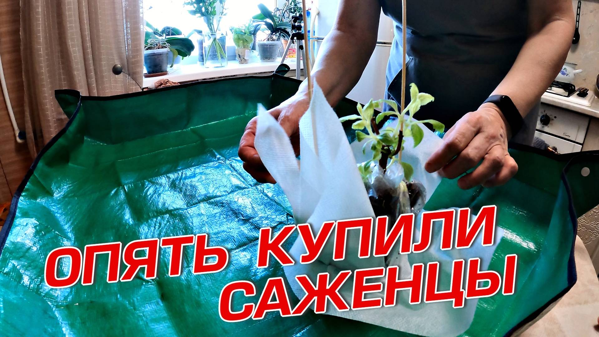 ОПЯТЬ КУПИЛИ САЖЕНЦЫ