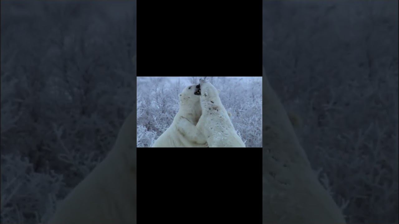 Male Polar Bears   Competition for a Female  Part 2 #music #kvantster #bear