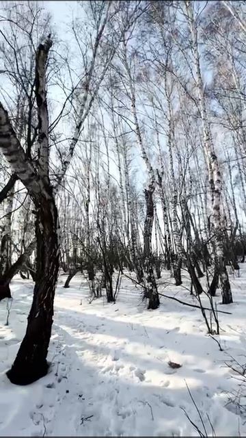 Лес Природа Красота