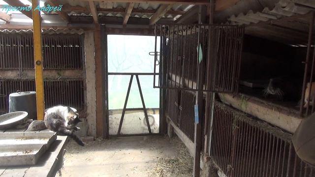 Определение пола щенков нутрий рассадка и сортировка