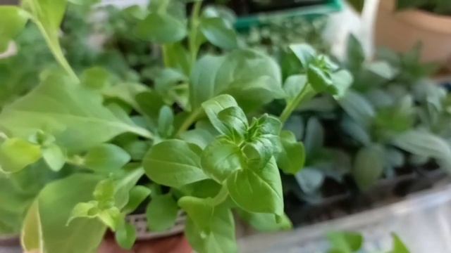 Уход за петуньей: прищипка и формирование куста