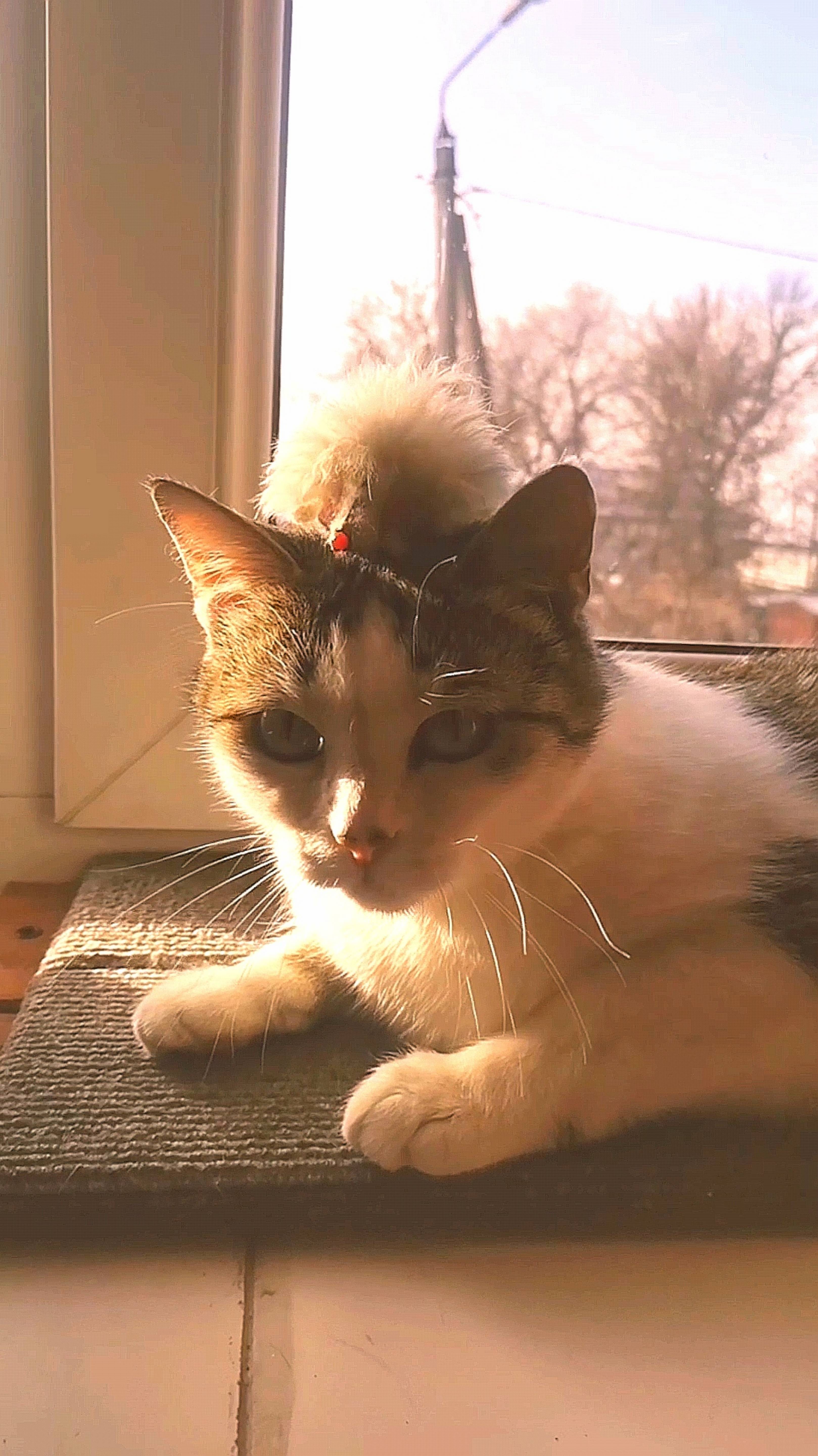 Кошки мышки...